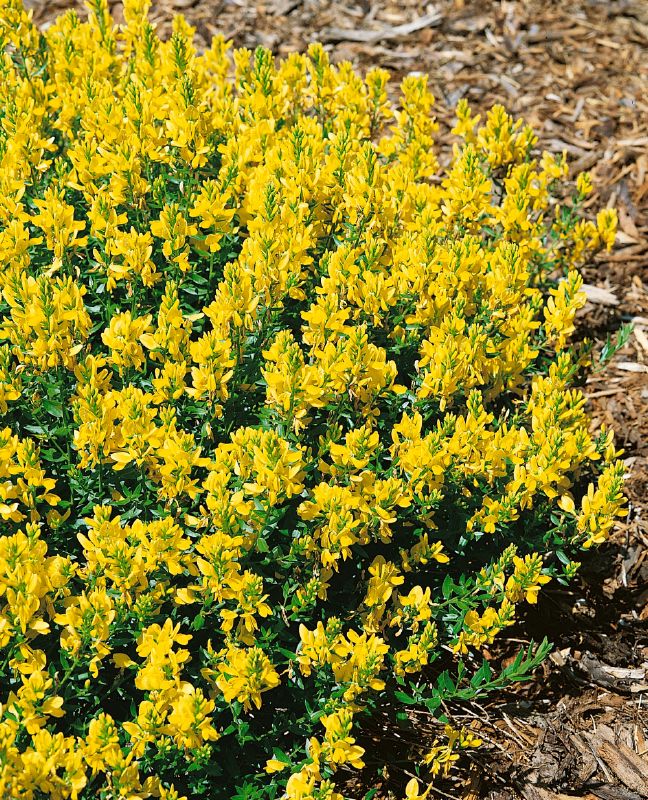 Cytisus decumbens | Baumschule Stöckl