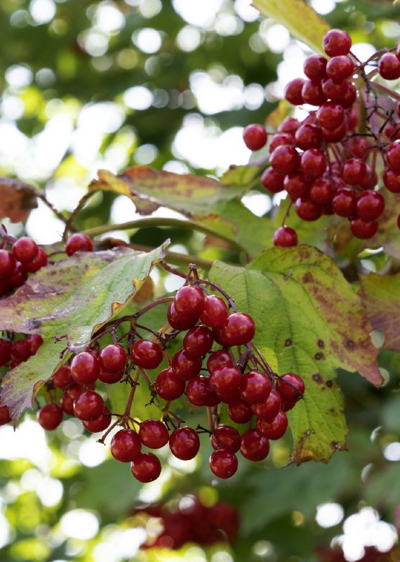 Viburnum opulus | Baumschule Stöckl